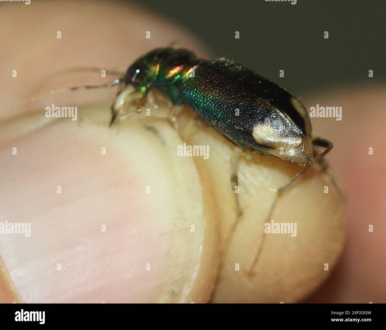 Metallic Tiger Beetles (Tetracha) Insecta Stock Photo - Alamy
