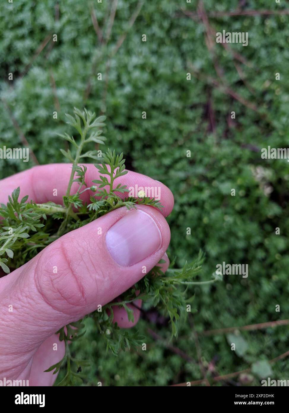 Common Cotula (Cotula australis) Plantae Stock Photo - Alamy