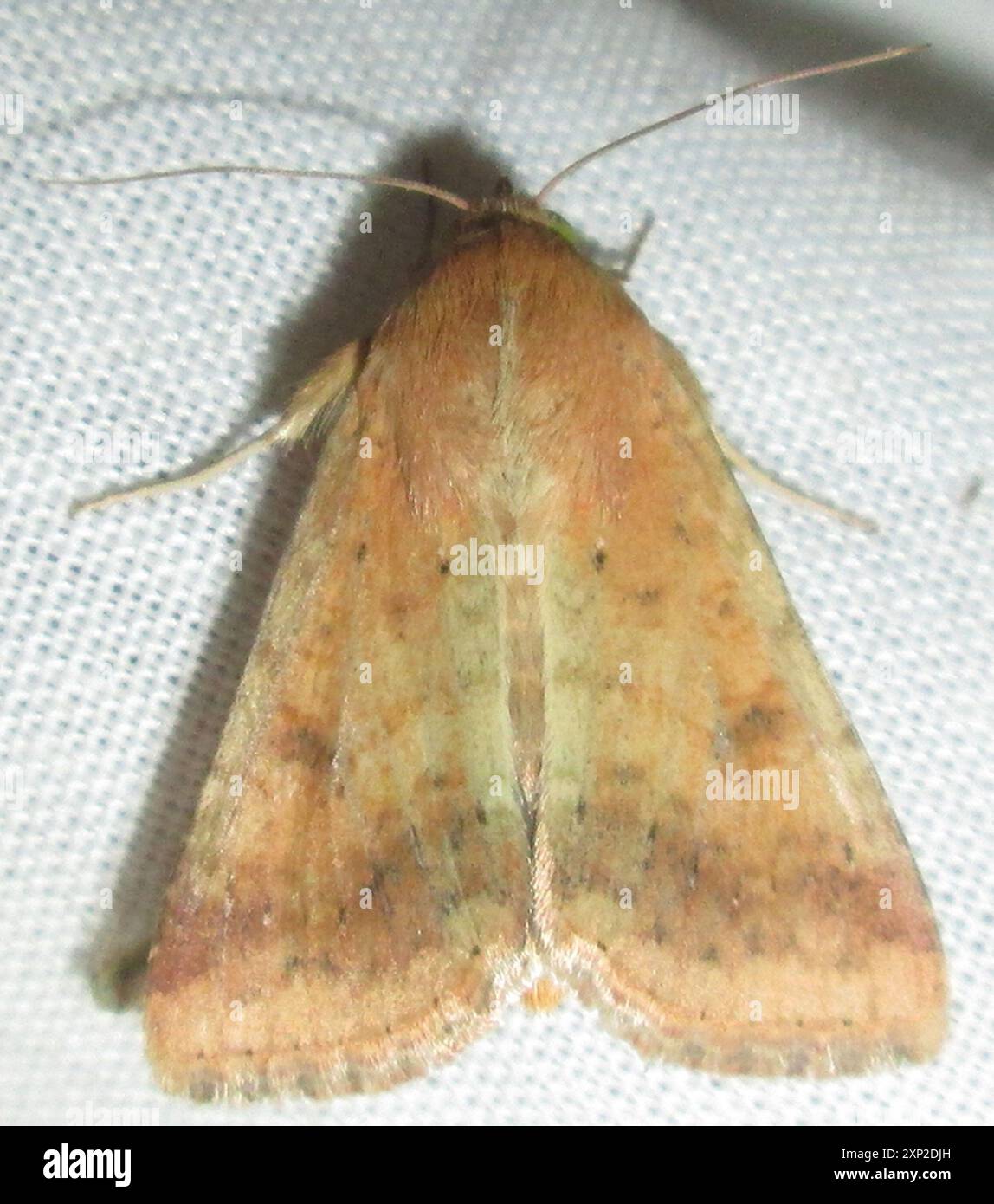 Cotton Bollworm Moth (Helicoverpa armigera) Insecta Stock Photo - Alamy