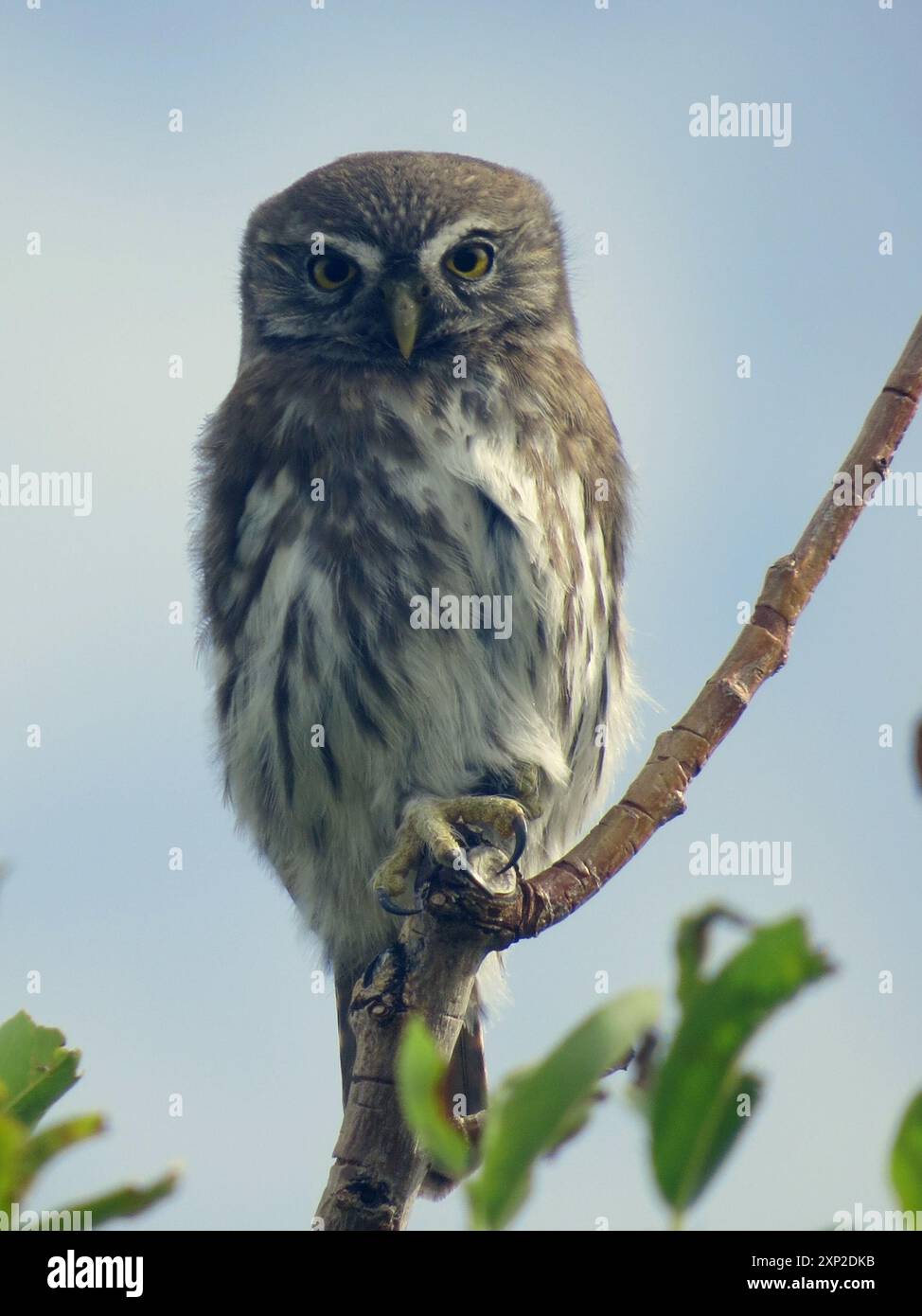 Austral pygmy owl glaucidium hi-res stock photography and images - Alamy