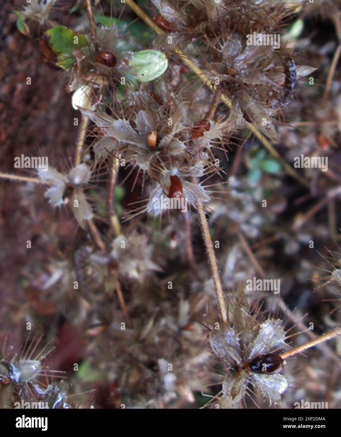 Surprise Packet (Blepharis maderaspatensis) Plantae Stock Photo - Alamy