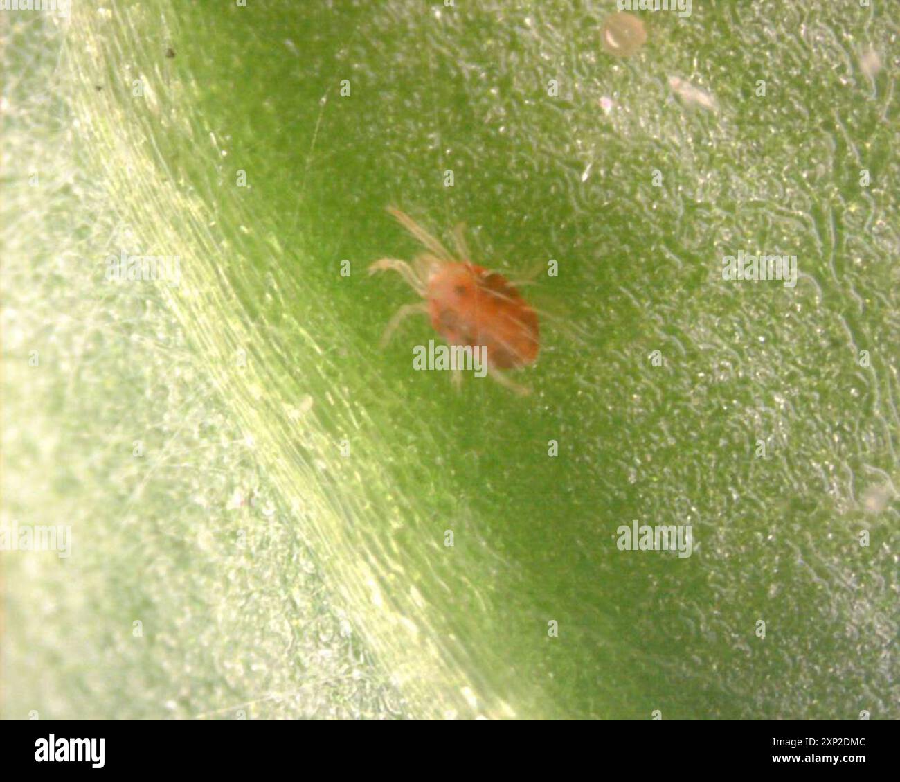 Twospotted Spider Mite (Tetranychus urticae) Arachnida Stock Photo - Alamy