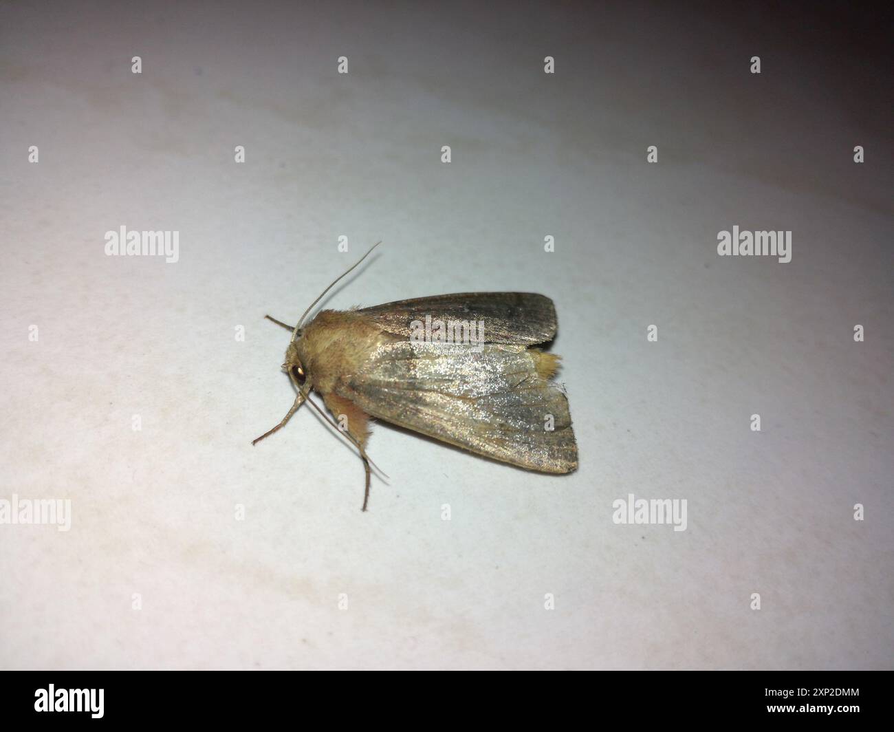 Double Line (Mythimna turca) Insecta Stock Photo - Alamy
