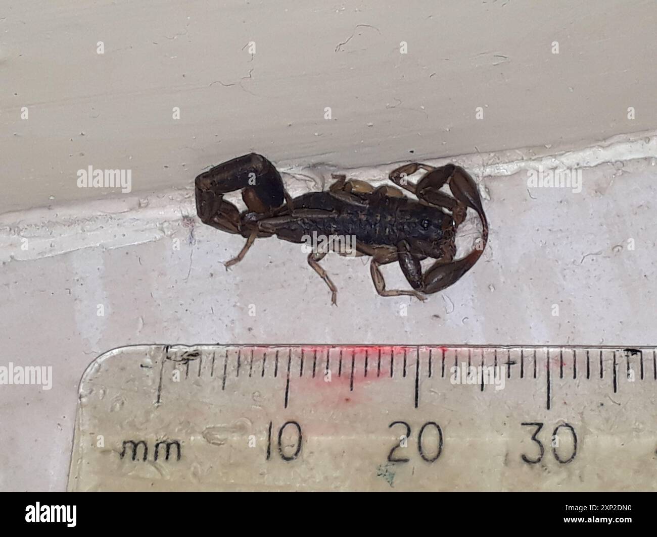 Lesser thicktail scorpion hi-res stock photography and images - Alamy