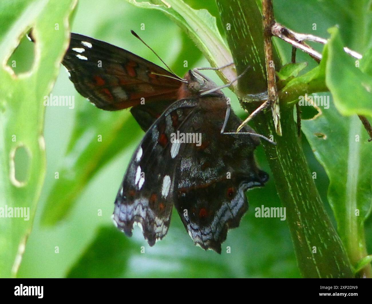 Chilly Pansy (Junonia natalica natalica) Insecta Stock Photo - Alamy