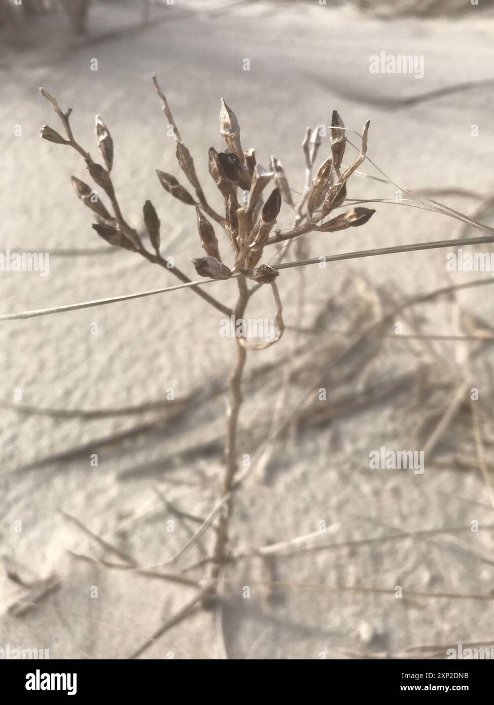 Eastern Searocket (Cakile edentula edentula) Plantae Stock Photo - Alamy