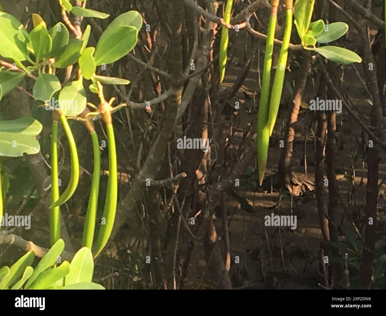 (Kandelia obovata) Plantae Stock Photo - Alamy