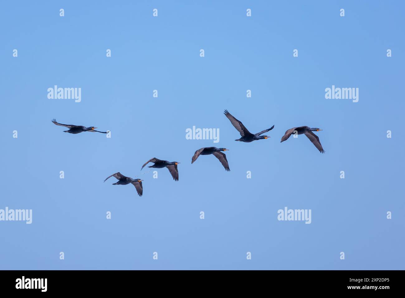 Bird in flight: Flying Cape Cormorant (Phalacrocorax capensis) taken at ...