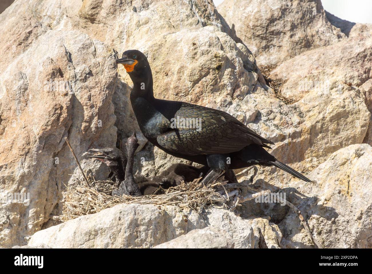 Cape Cormorant (phalacrocorax capensis) and nestling at Stony Point ...