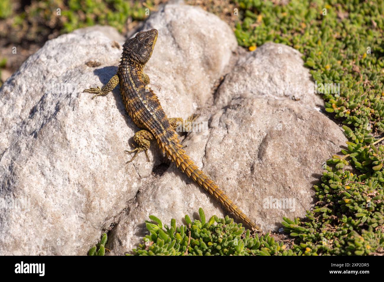 Cape Girdled Lizard (cordylus cordylus) sitting on a rock at Stony ...