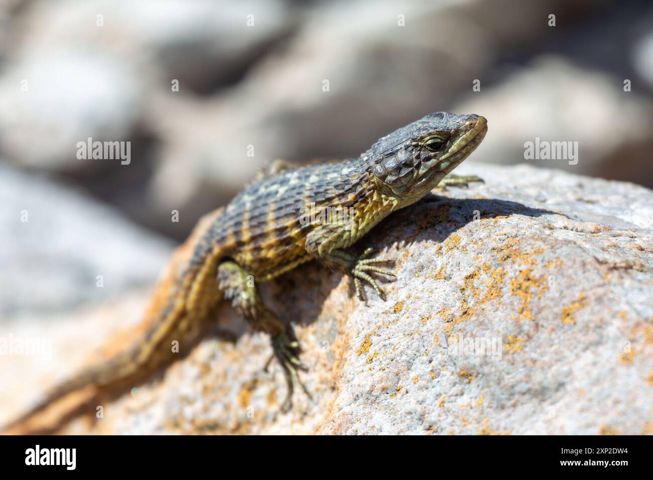 Side view of Cape Girdled Lizard (cordylus cordylus) sitting on a rock ...