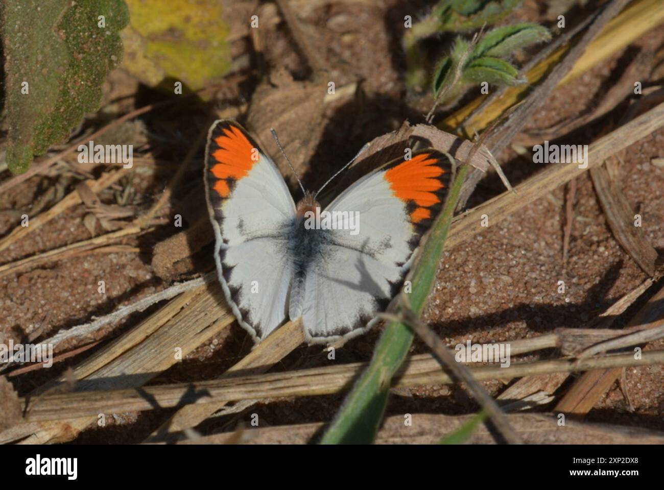 Desert Orange Tip (Colotis evagore) Insecta Stock Photo - Alamy