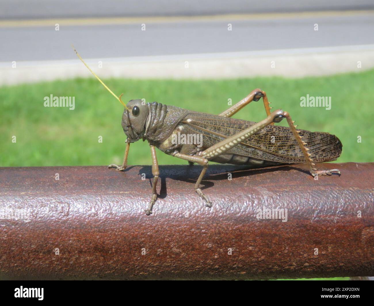 Violet winged grasshopper hi-res stock photography and images - Alamy