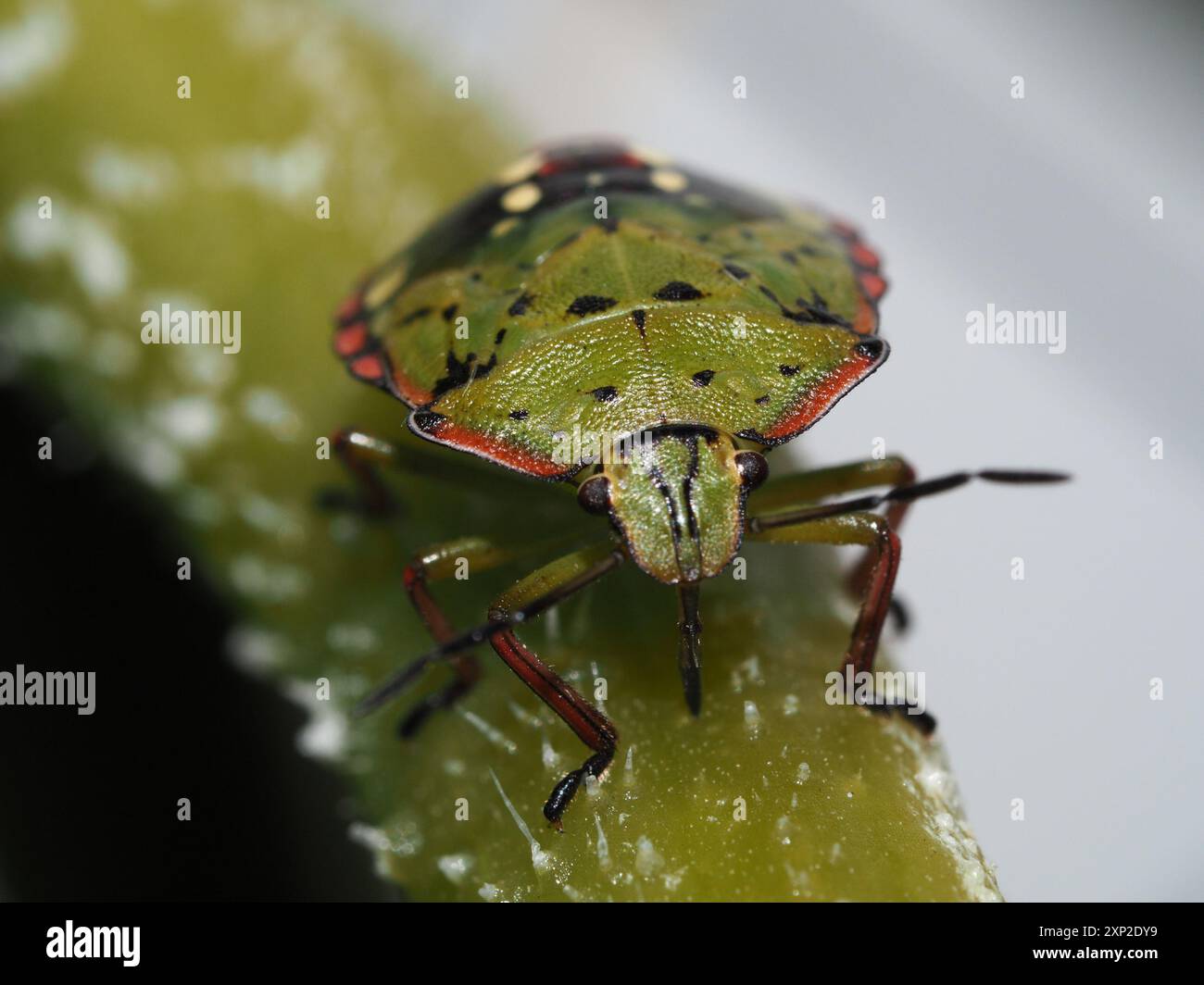 Southern Green Stink Bug (Nezara viridula) Insecta Stock Photo - Alamy