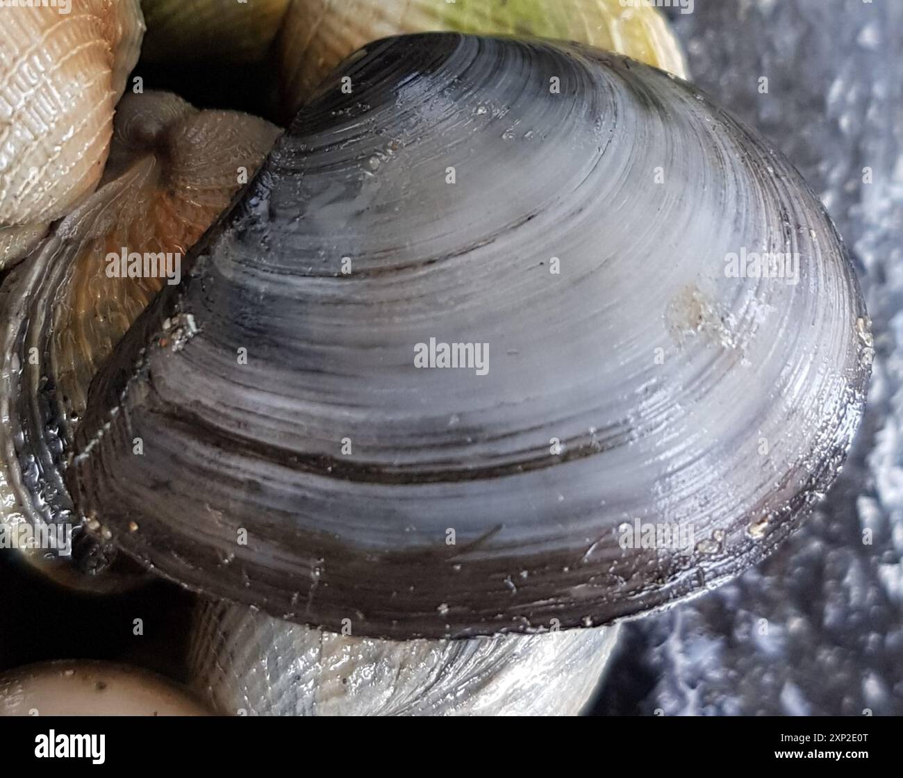 Wedge Shell (Macomona liliana) Mollusca Stock Photo - Alamy