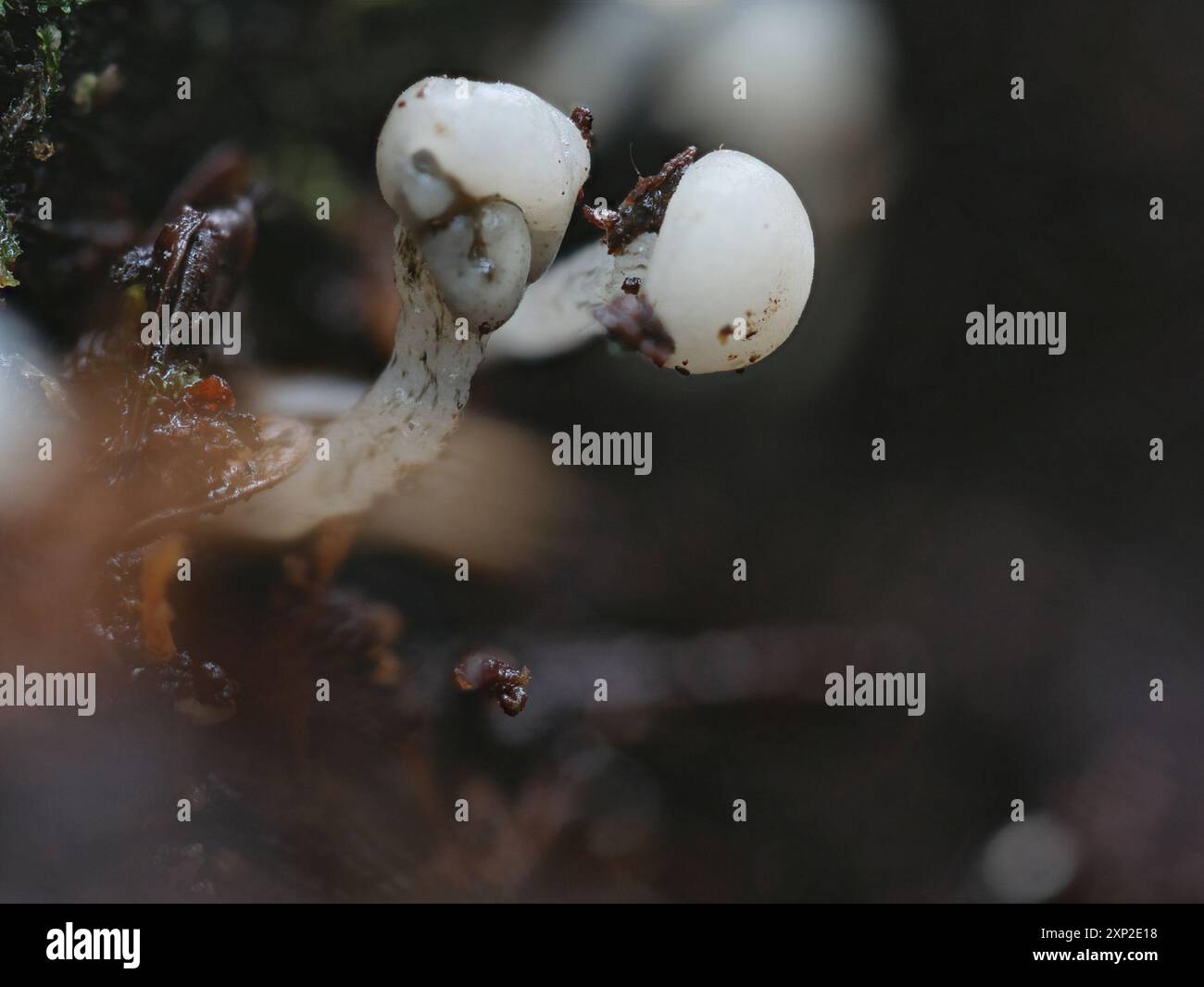 oak pin (Cudoniella acicularis) Fungi Stock Photo - Alamy