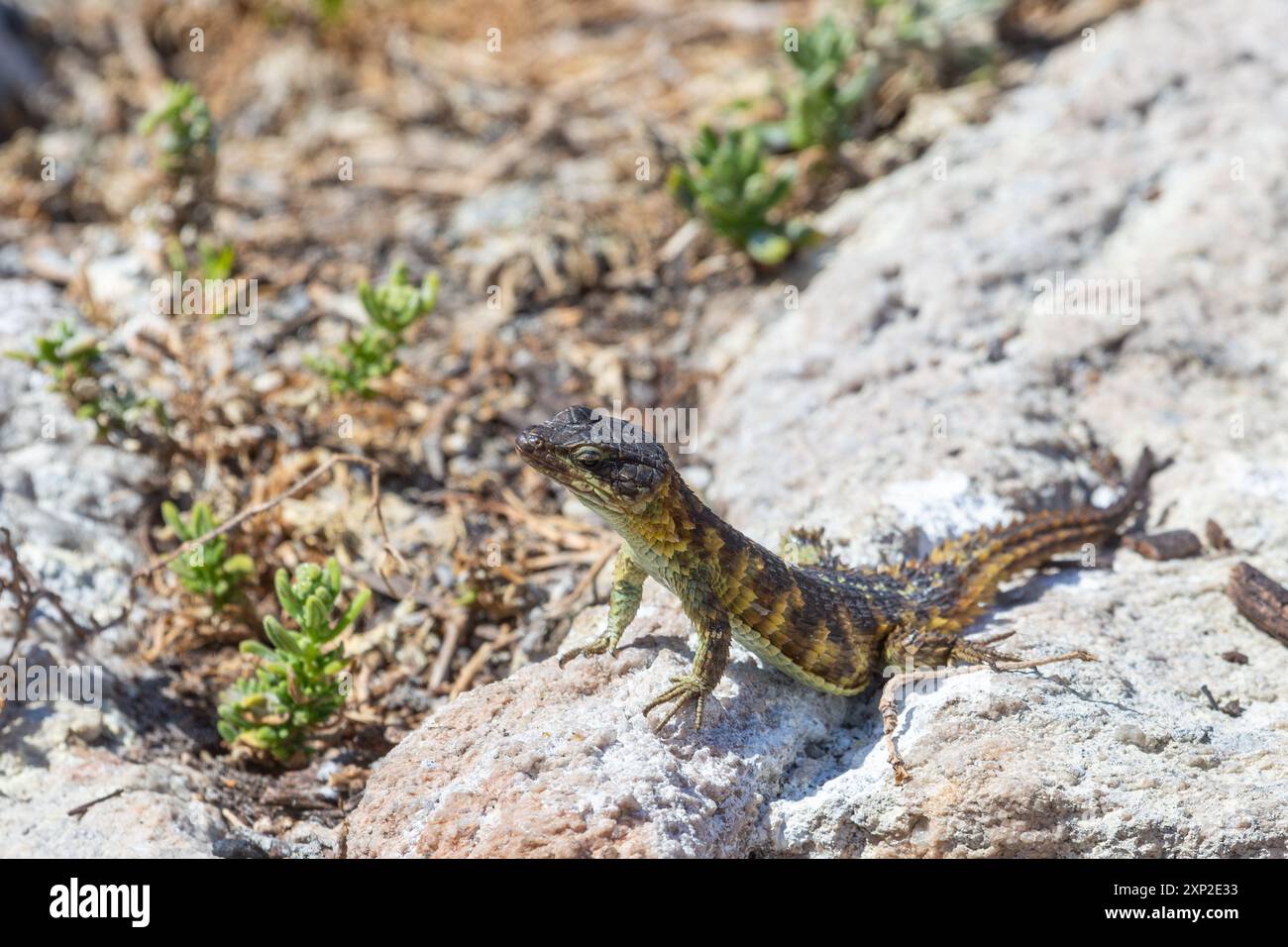 Cape Girdled Lizard (cordylus cordylus) sitting on rocks at Stony Point ...