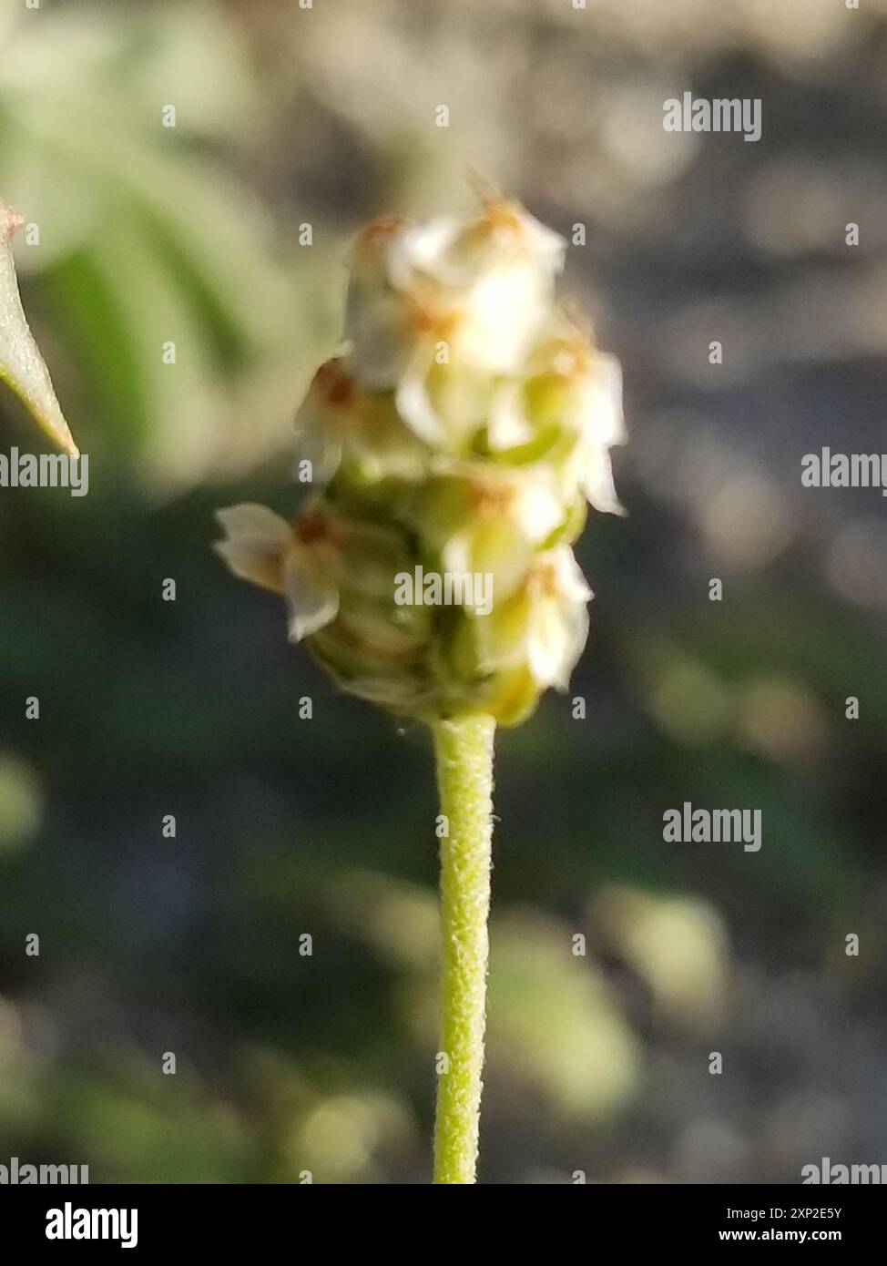 Desert Plantain (Plantago ovata) Plantae Stock Photo - Alamy