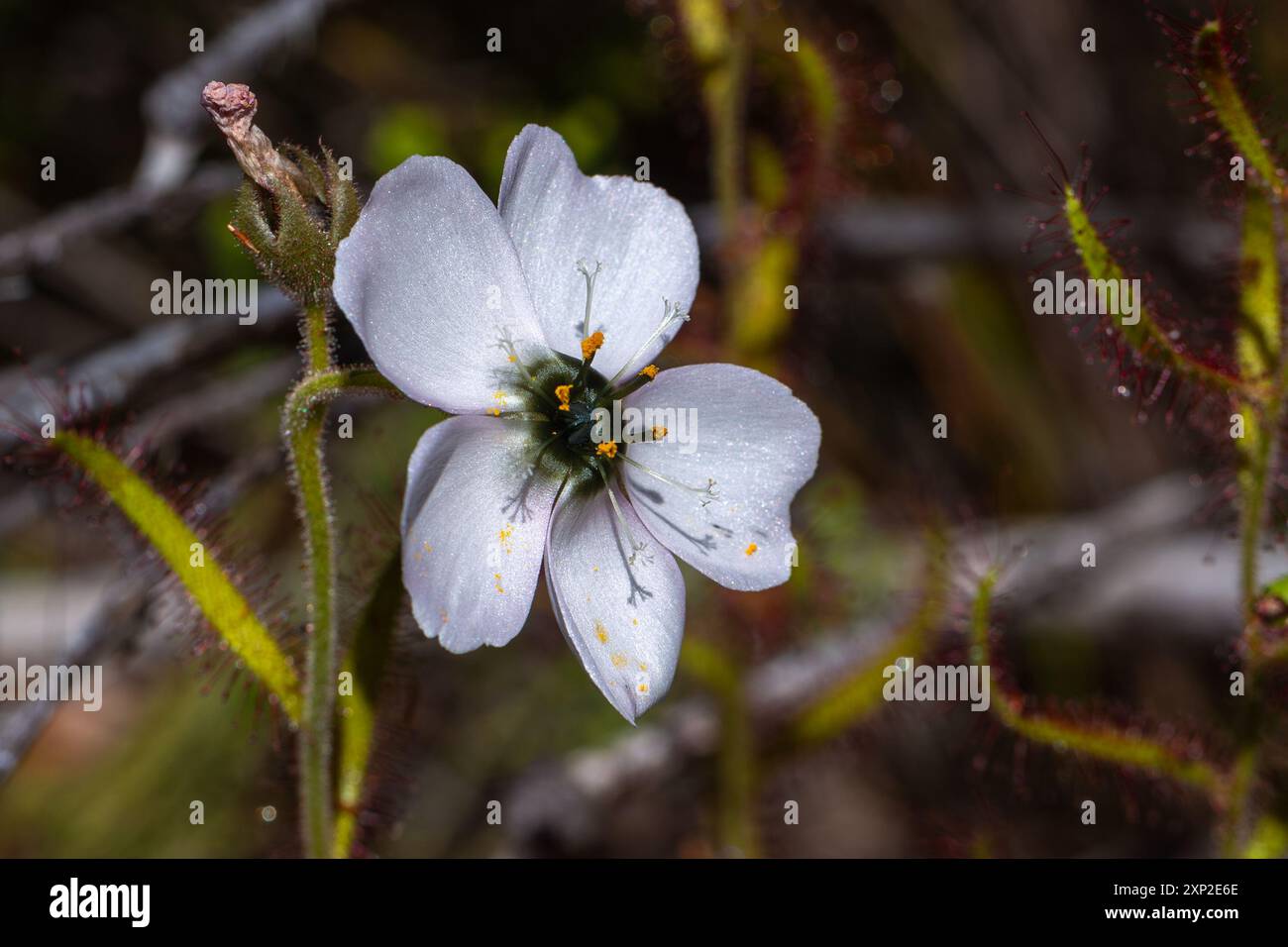 White flower of Drosera cistiflora seen in natural habitat near Betty's ...