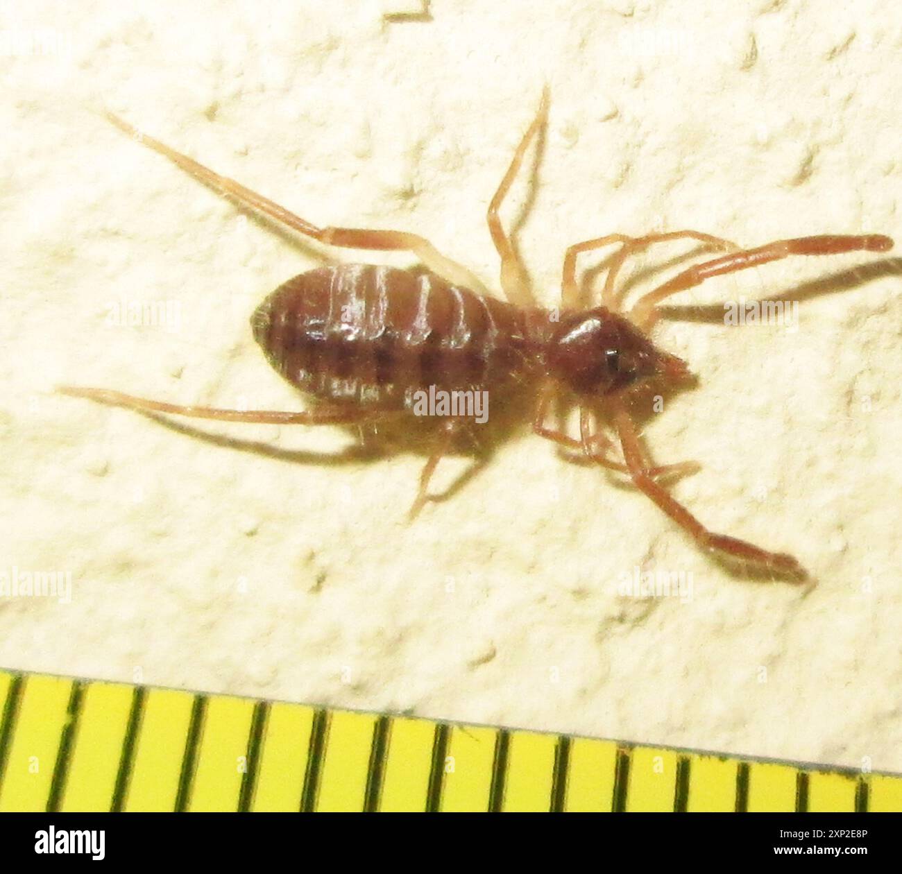 Solifuges (Solifugae) Arachnida Stock Photo - Alamy