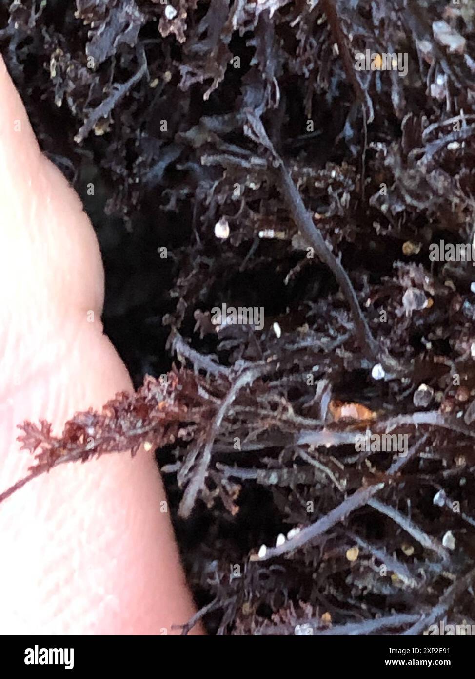 red algae (Rhodophyta) Plantae Stock Photo - Alamy