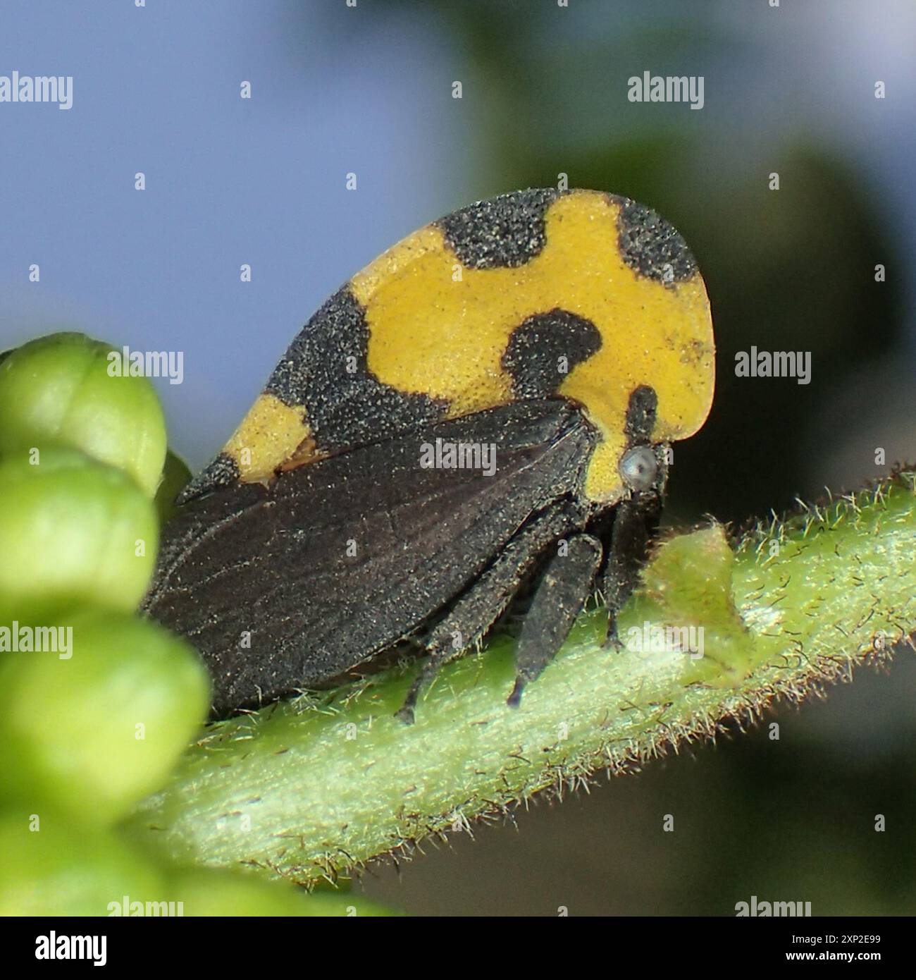 Mexican Treehopper (Membracis mexicana) Insecta Stock Photo - Alamy