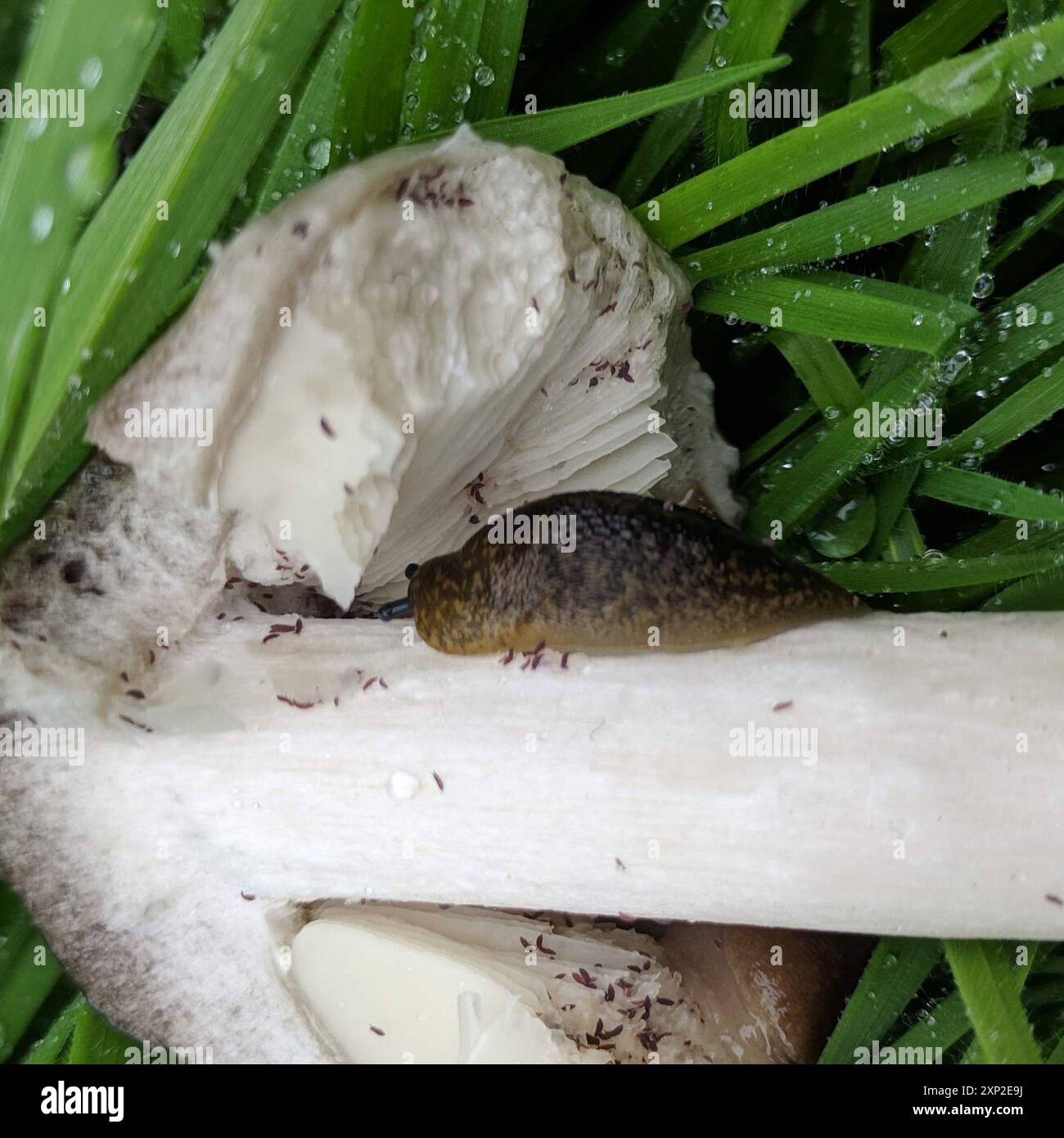 Yellow Cellar Slug (Limacus flavus) Mollusca Stock Photo - Alamy