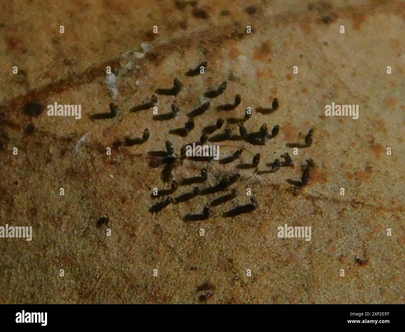 True slime molds hi-res stock photography and images - Alamy