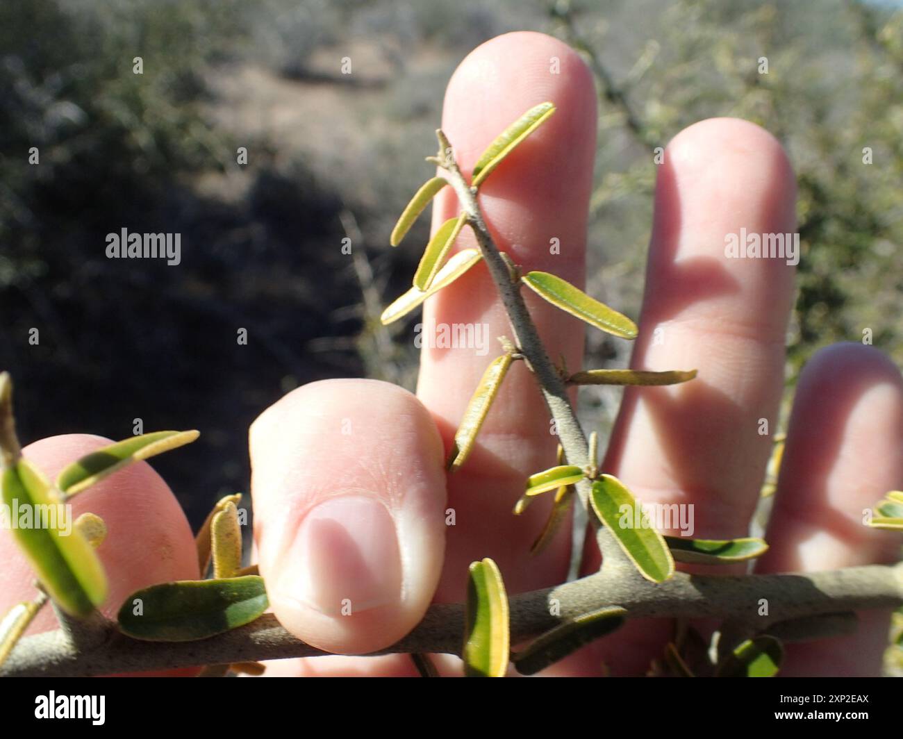 Desert Caper (Atamisquea emarginata) Plantae Stock Photo - Alamy