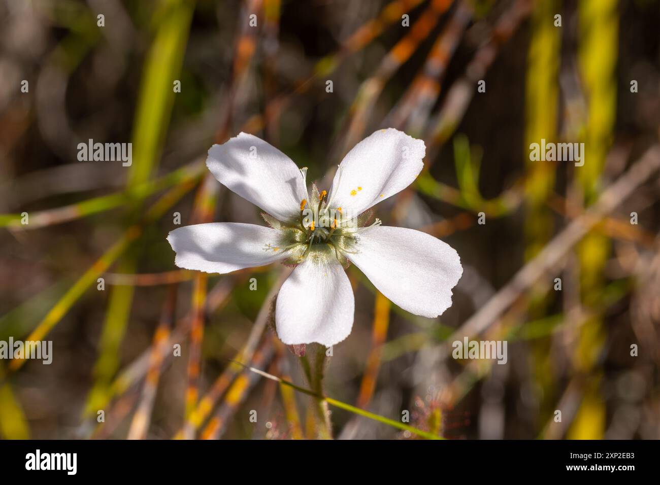 White flower of Drosera cistiflora seen in natural habitat near Betty's ...