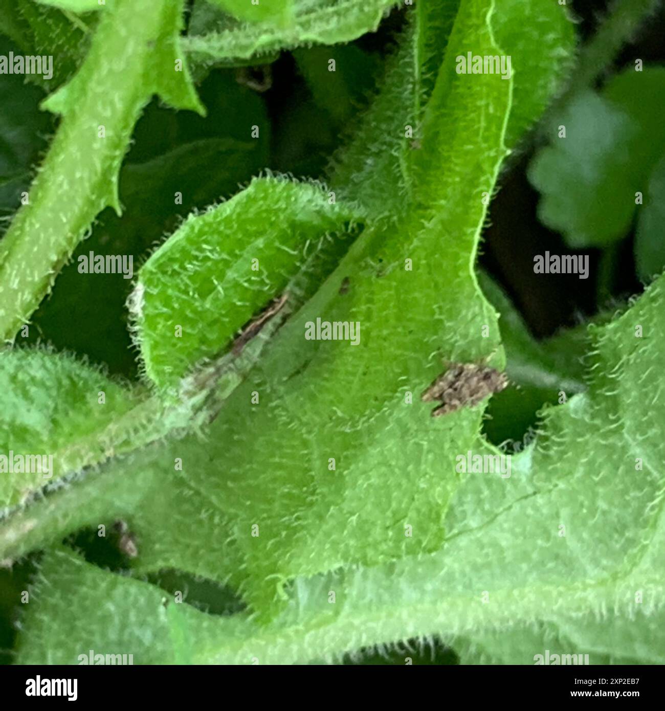 Winged and Once-winged Insects (Pterygota) Insecta Stock Photo - Alamy