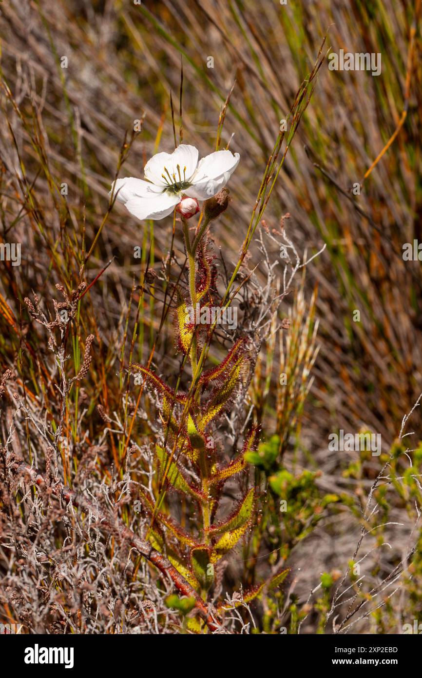 Plant of Drosera cistiflora (a carnivorous plant from the sundew family ...