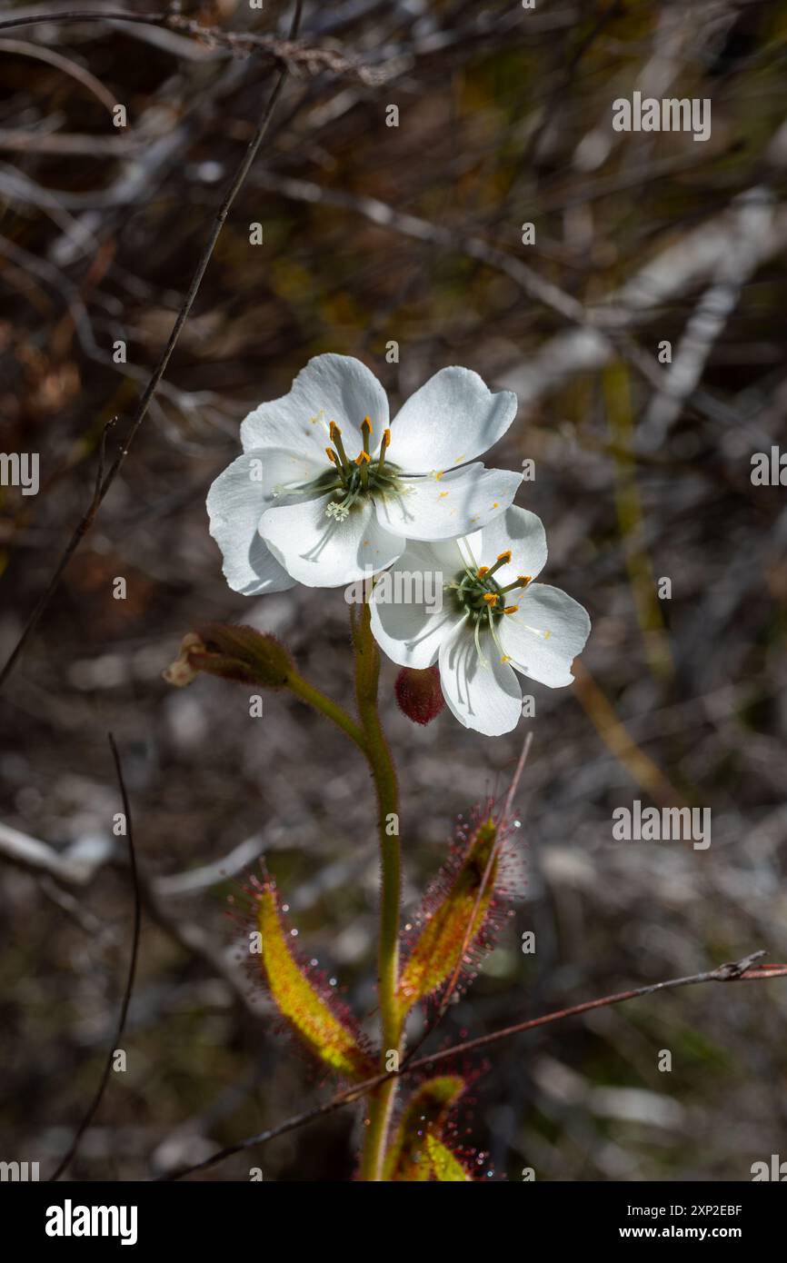 White flower of Drosera cistiflora seen in natural habitat near Betty's ...