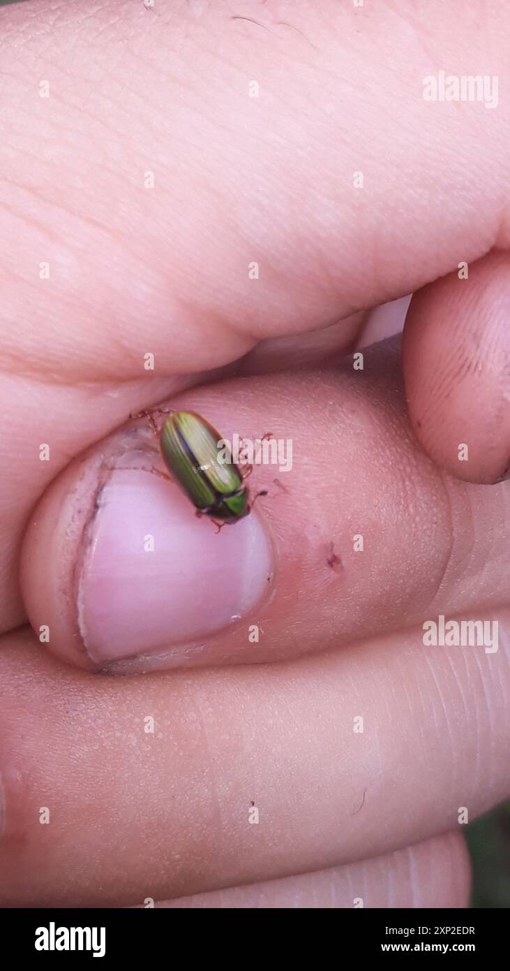 Pyronota hi-res stock photography and images - Alamy