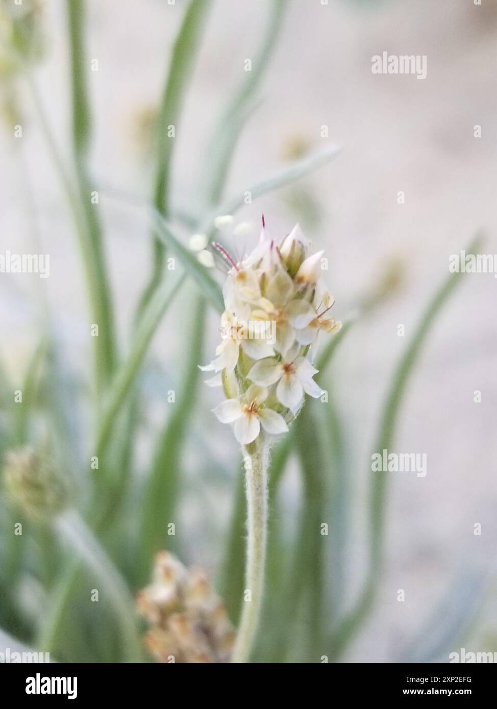 Desert Plantain (Plantago ovata) Plantae Stock Photo - Alamy
