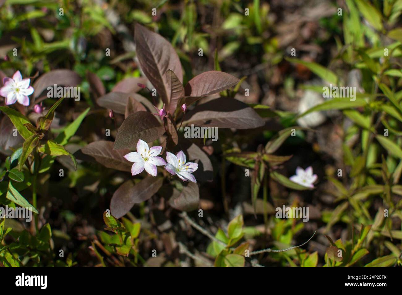 Arctic Starflower (Lysimachia europaea) Plantae Stock Photo - Alamy