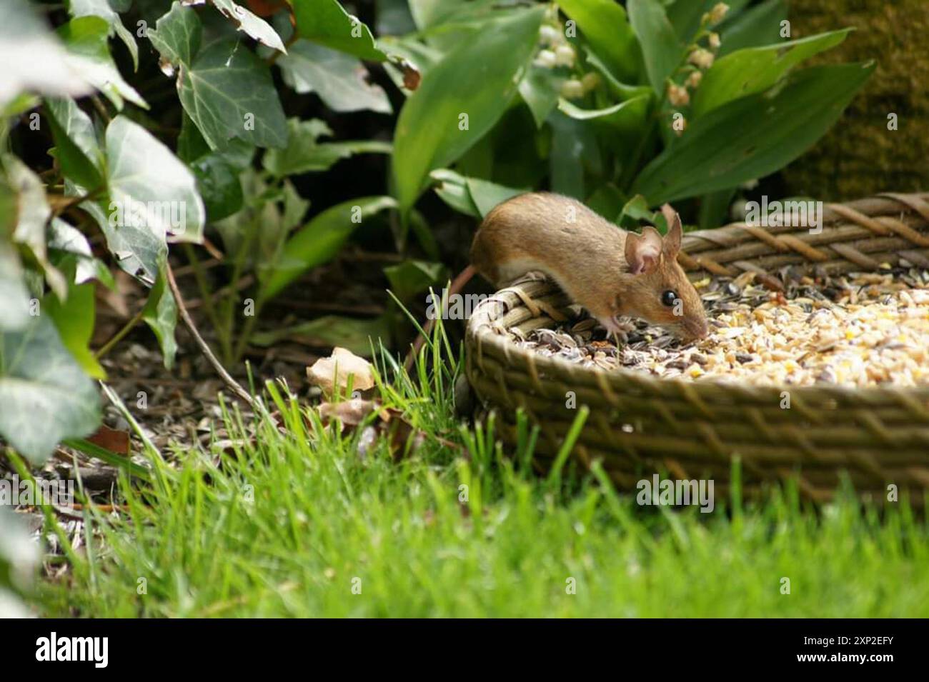 European Wood Mouse (Apodemus sylvaticus) Mammalia Stock Photo - Alamy