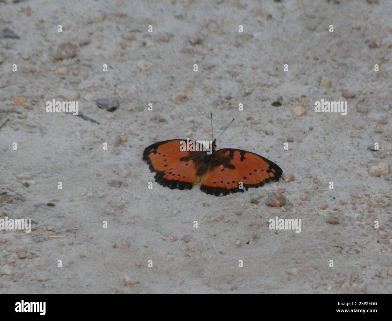 Southern Gaudy Commodore (Precis octavia sesamus) Insecta Stock Photo ...