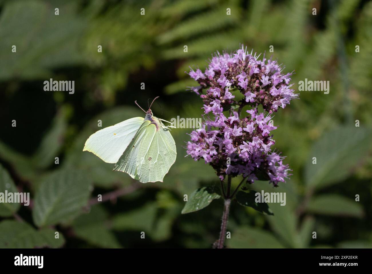 Butterfly in flight hi-res stock photography and images - Alamy