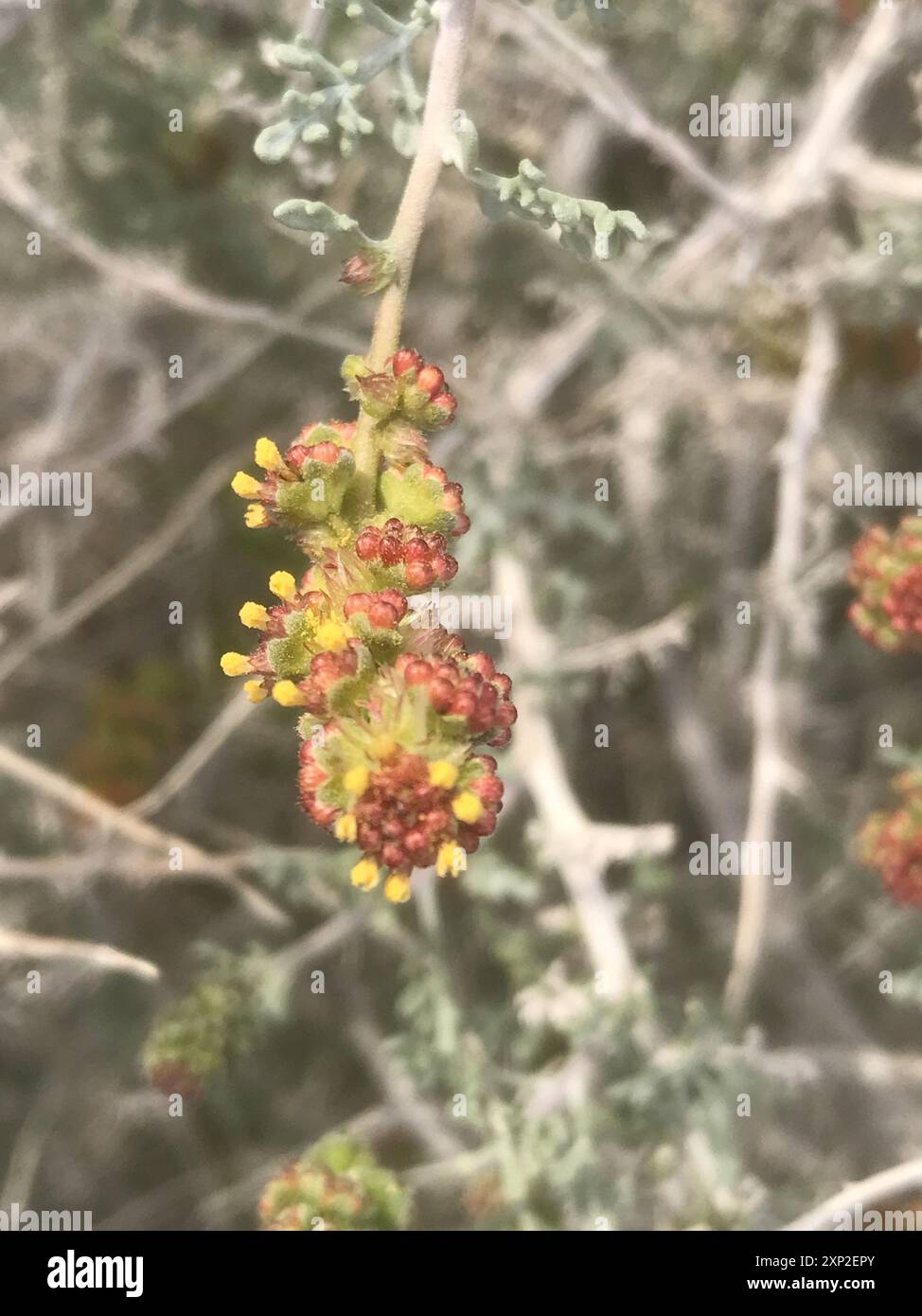 Burrobush (Ambrosia dumosa) Plantae Stock Photo - Alamy