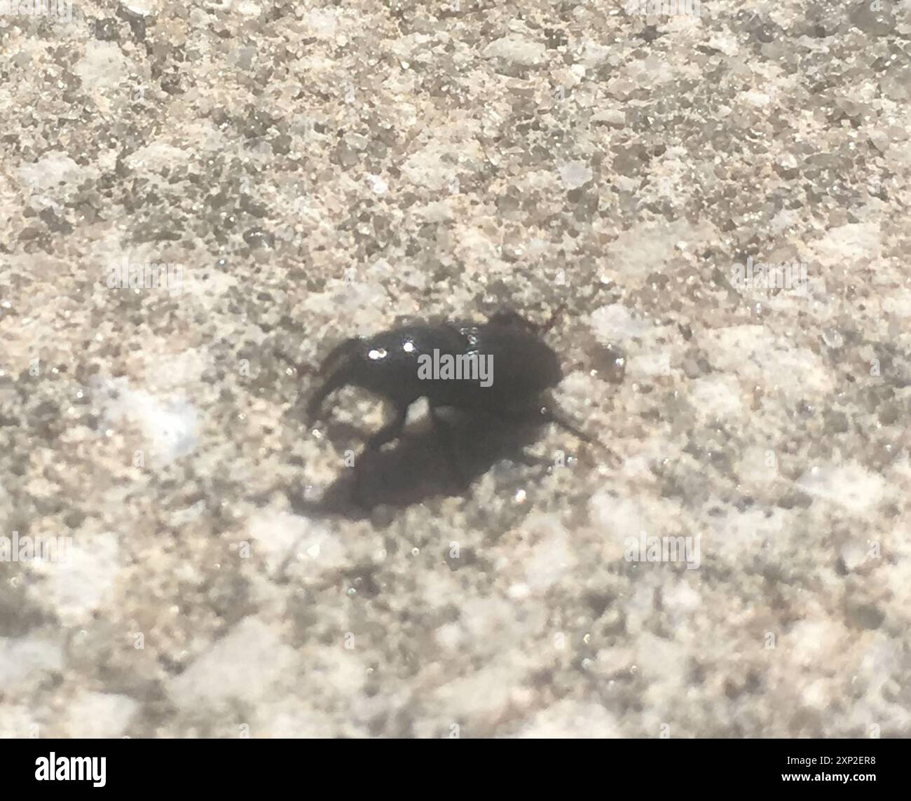 Billbug Weevils (Sphenophorus) Insecta Stock Photo - Alamy