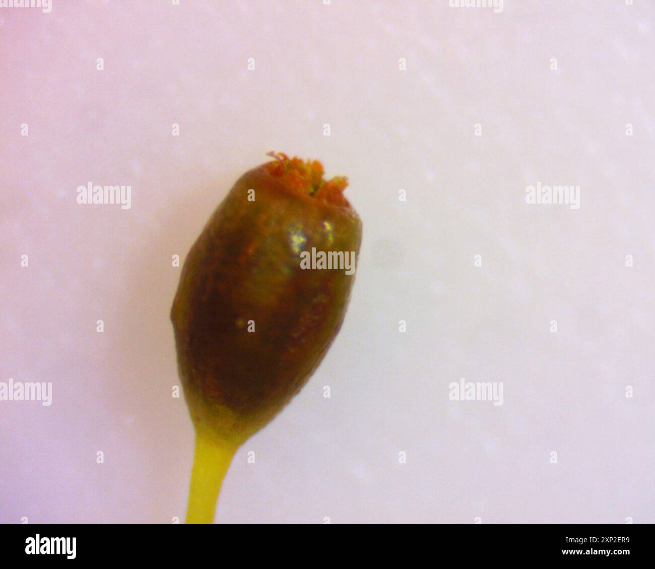 Incurved Grizzled Moss (Ptychomitrium incurvum) Plantae Stock Photo - Alamy