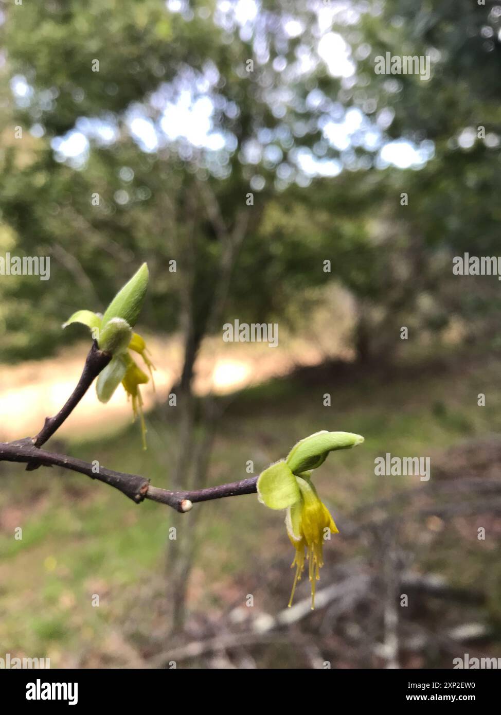 Western Leatherwood (Dirca occidentalis) Plantae Stock Photo - Alamy