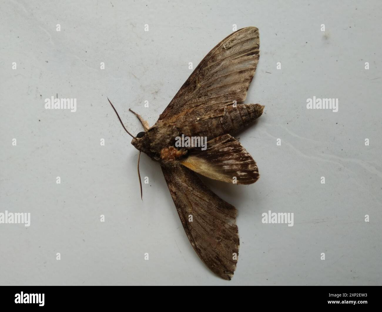 Sphinx Moths (Sphingidae) Insecta Stock Photo - Alamy