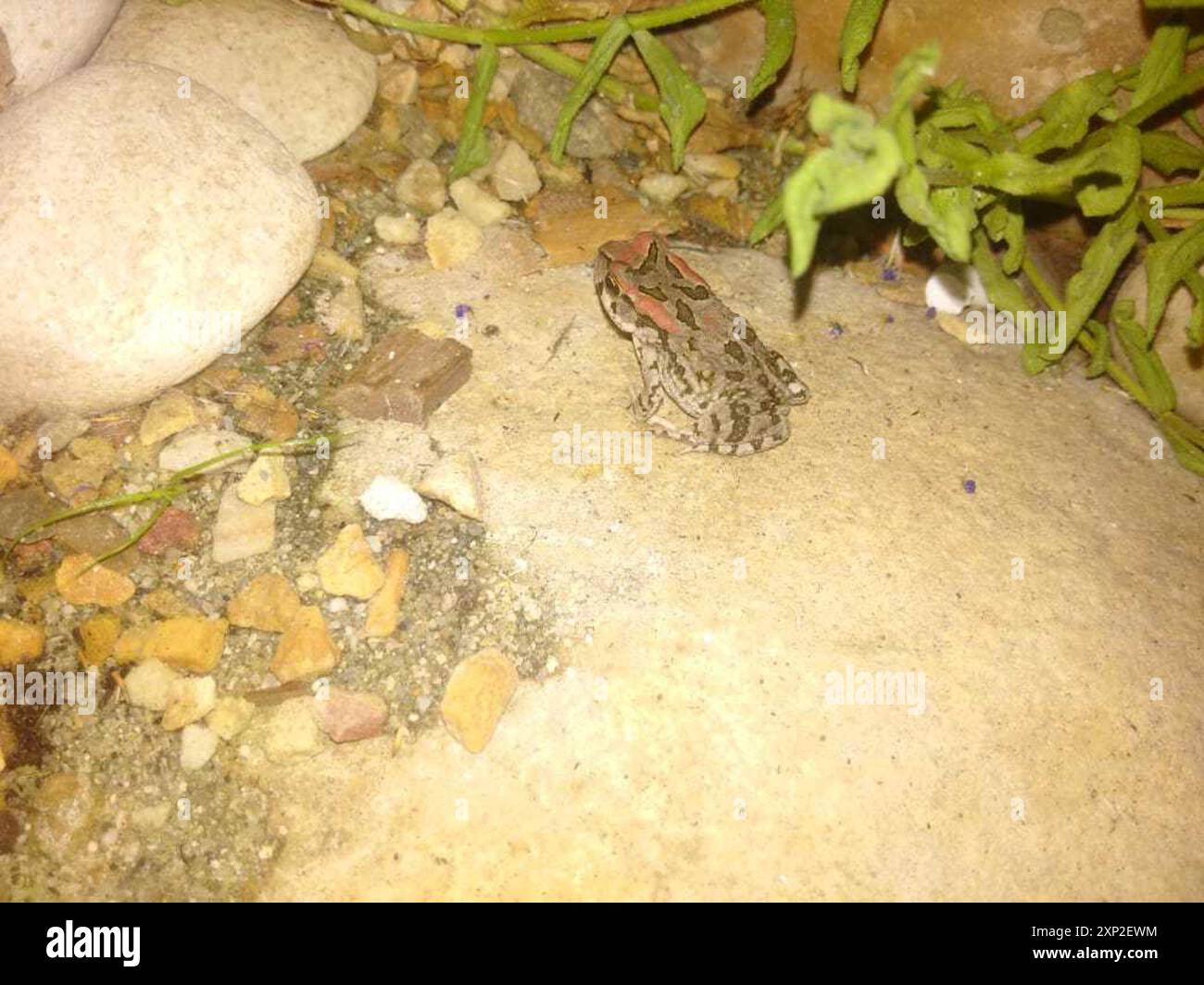 Raucous Toad (Sclerophrys capensis) Amphibia Stock Photo - Alamy
