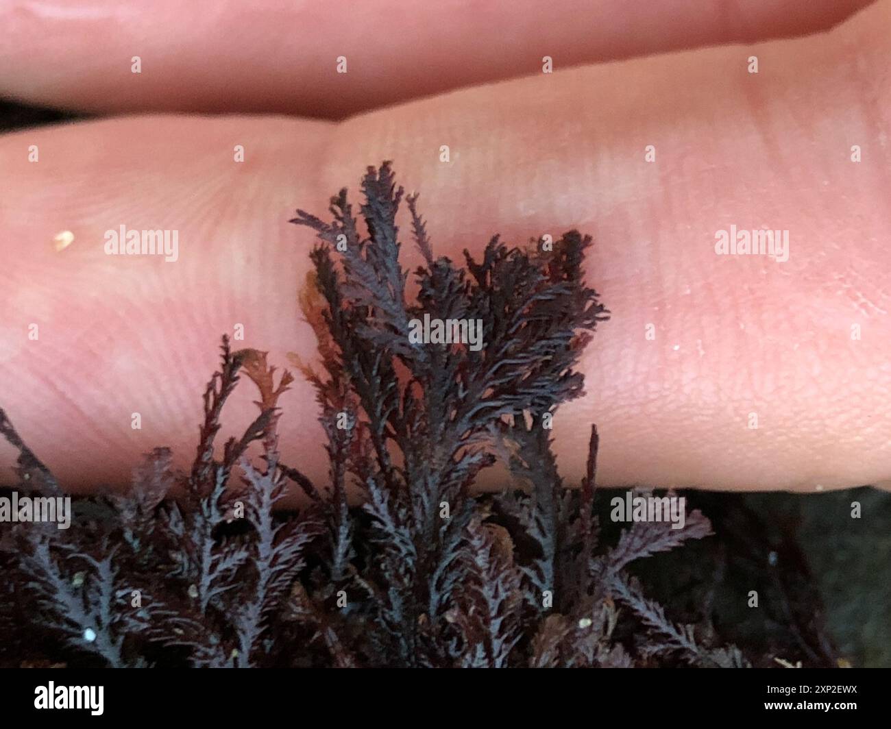 red algae (Rhodophyta) Plantae Stock Photo - Alamy