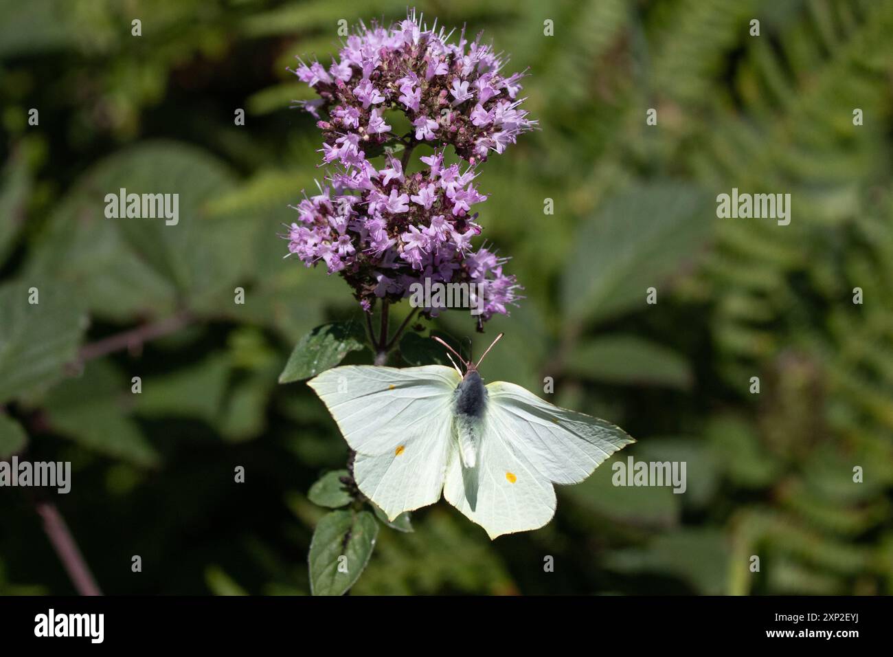 Butterfly in flight feeding hi-res stock photography and images - Alamy