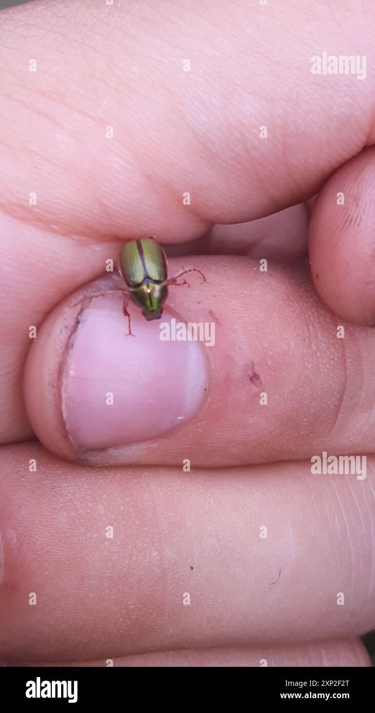 Pyronota hi-res stock photography and images - Alamy