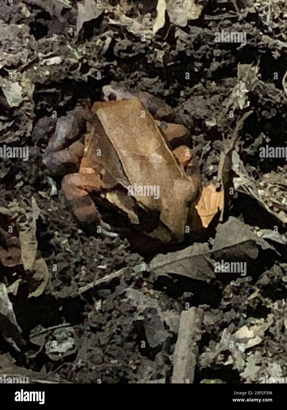 Savage's Thin-toed Frog (Leptodactylus savagei) Amphibia Stock Photo ...
