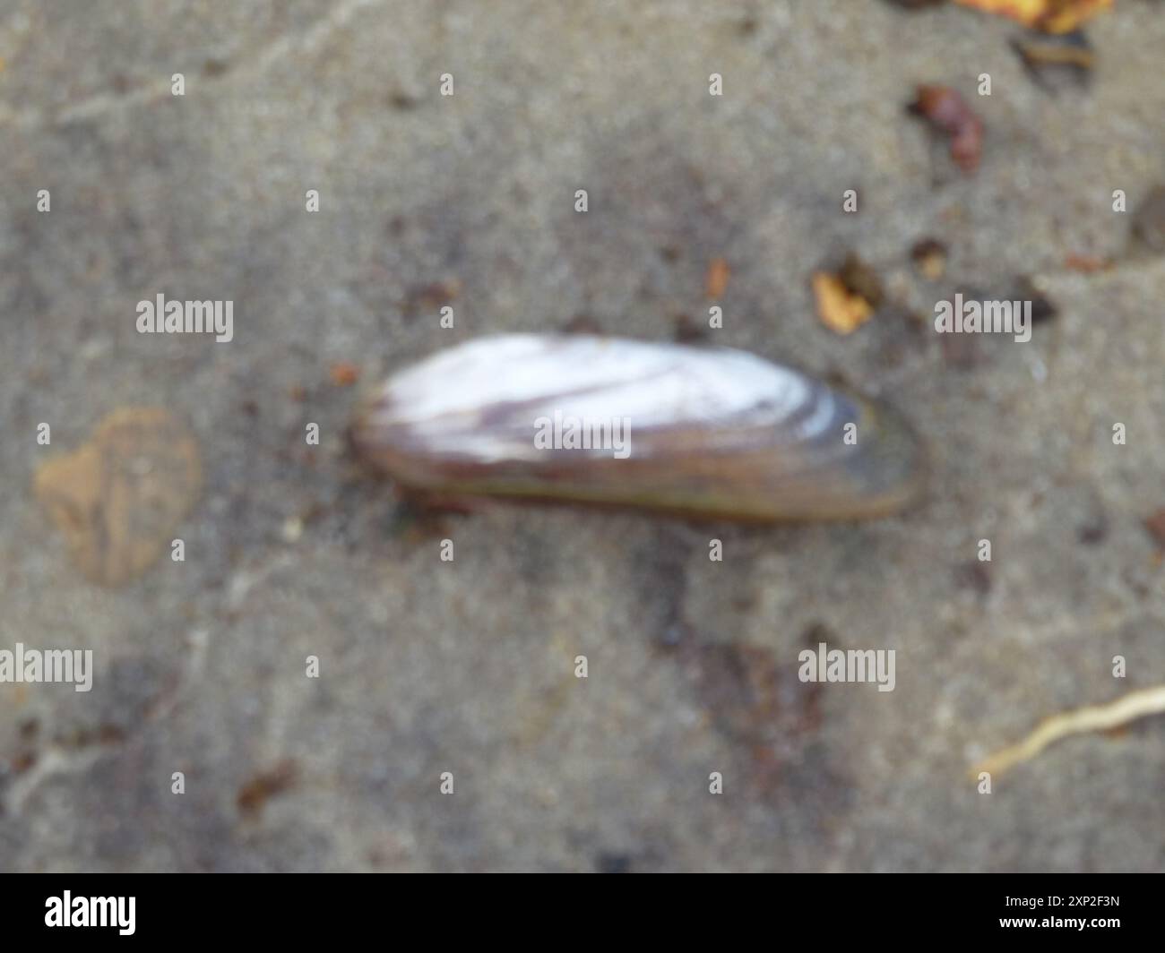 Atlantic Ribbed Mussel (Geukensia demissa) Mollusca Stock Photo - Alamy